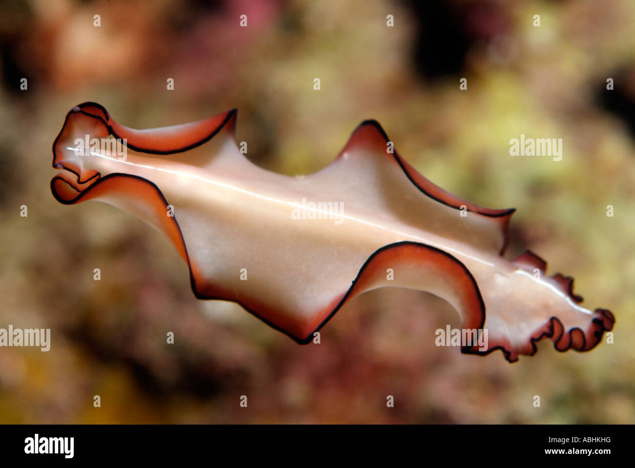 Flatworm swimming hi-res stock photography and images - Alamy