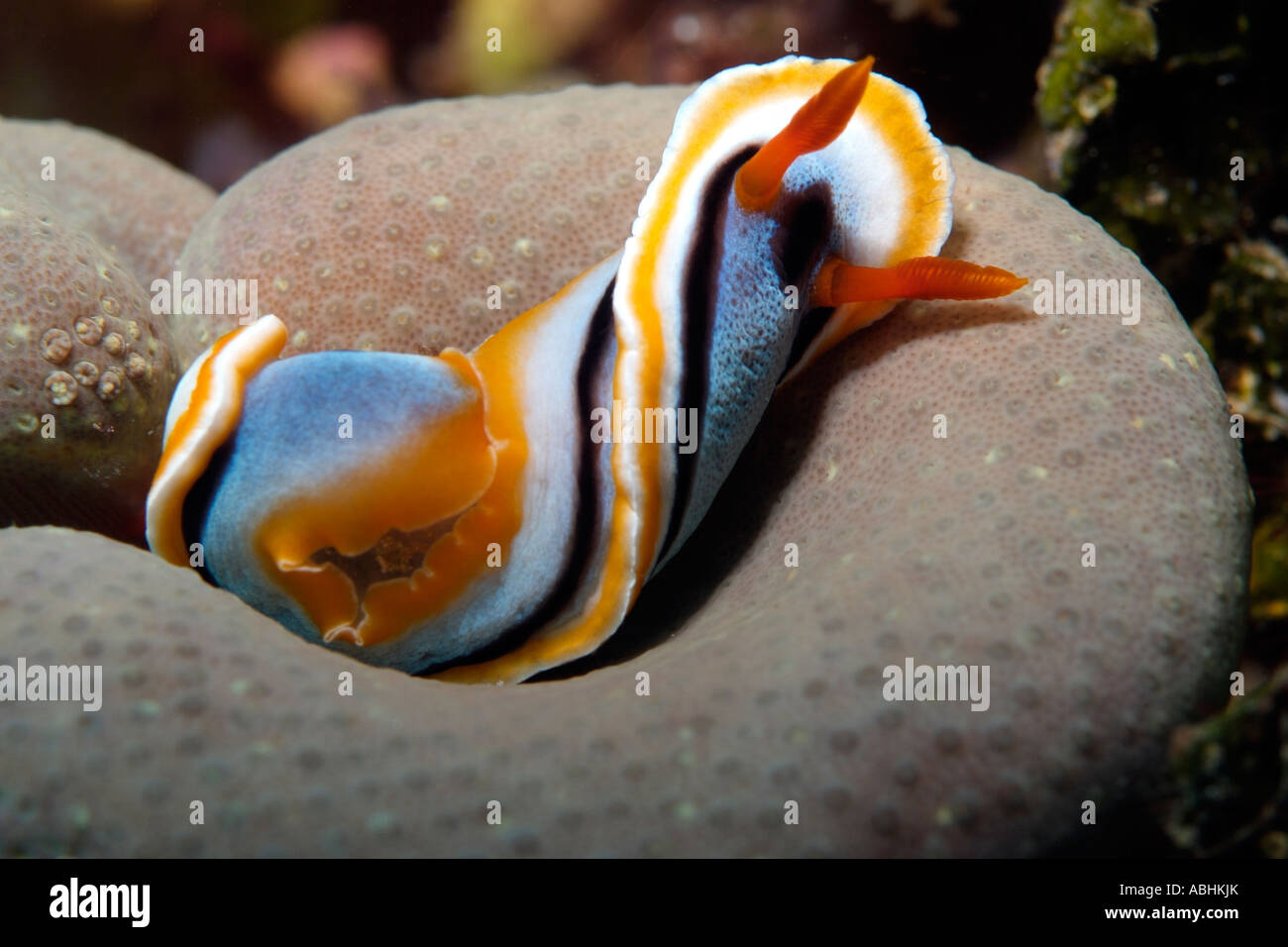 Nudibranch, Chromodoris annae, on a sponge in Raja Ampat Stock Photo ...