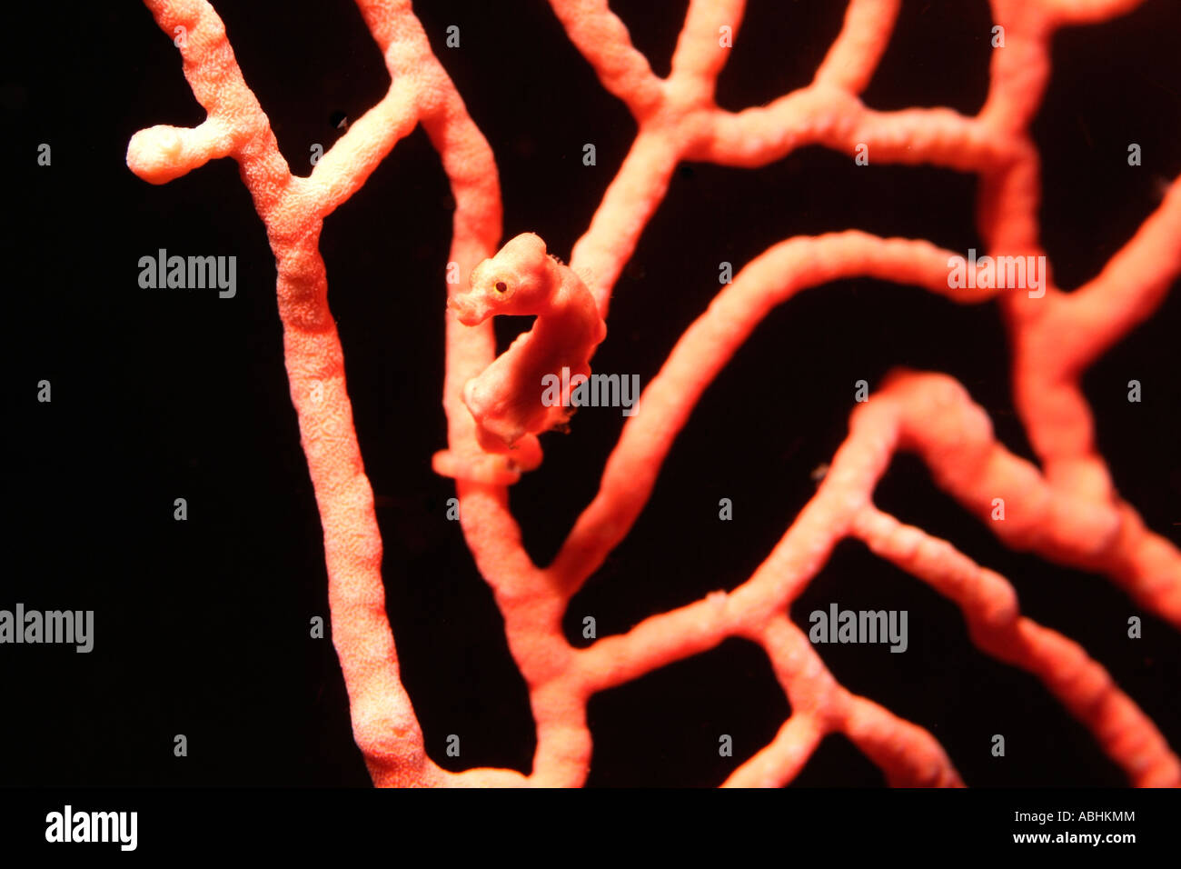 Pygmy sea horse denise hi-res stock photography and images - Alamy