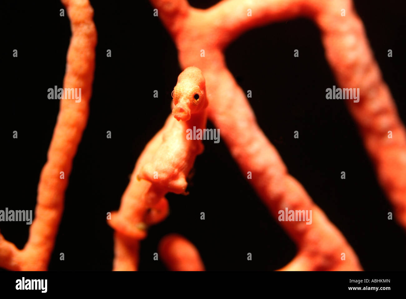 Pygmy sea horse denise hi-res stock photography and images - Alamy