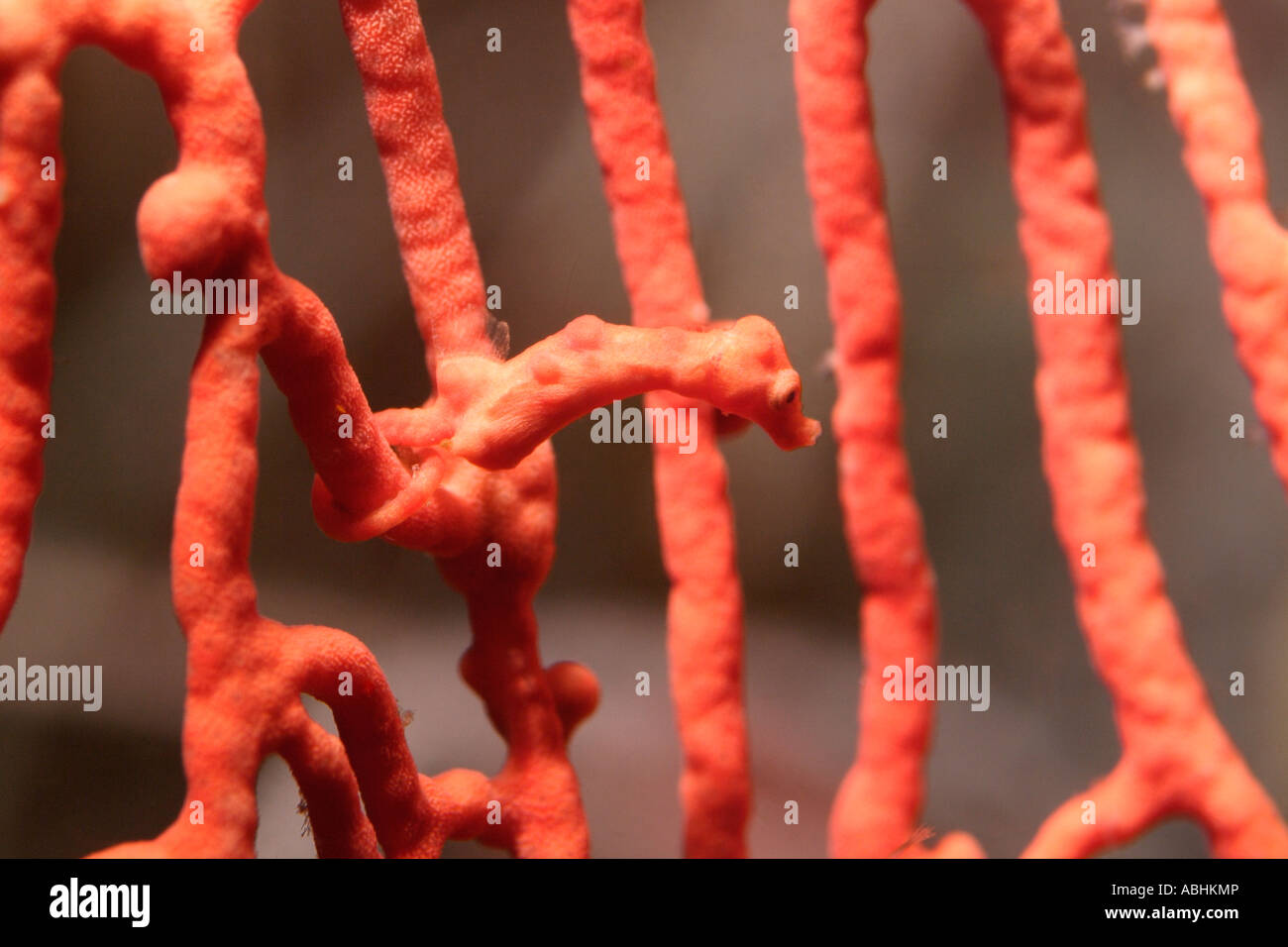 Pygmy sea horse Denise Hippocampus denise, coral in Raja Ampat Stock ...