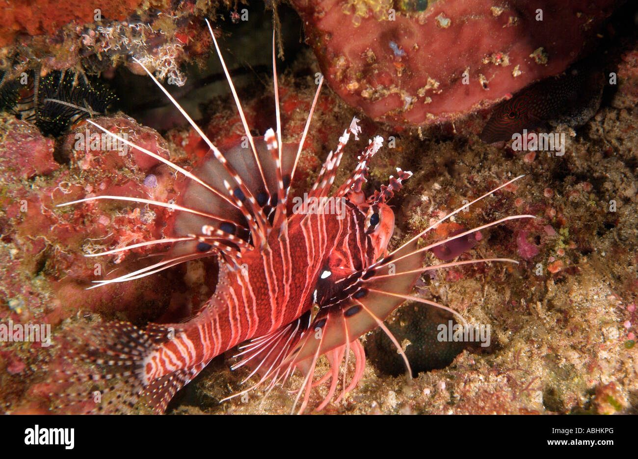 Ragged-finned firefish, Pterois antennata, in Raja Ampat Stock Photo ...