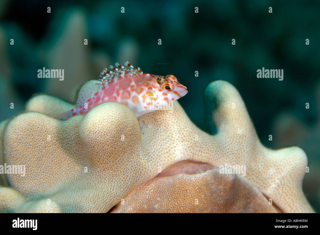 Pixy hawkfish hi-res stock photography and images - Alamy