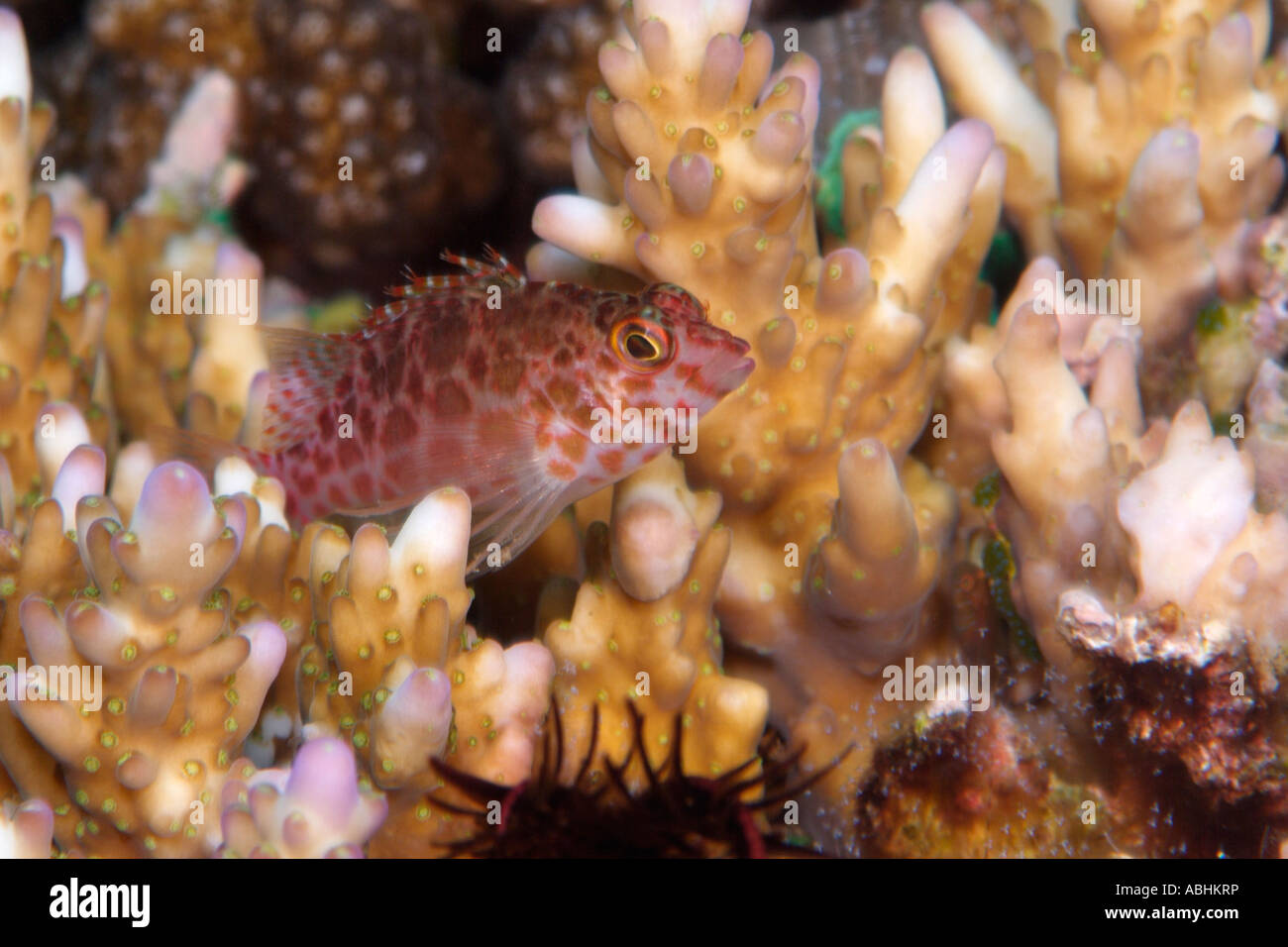 Pixy Hawkfish High Resolution Stock Photography and Images - Alamy