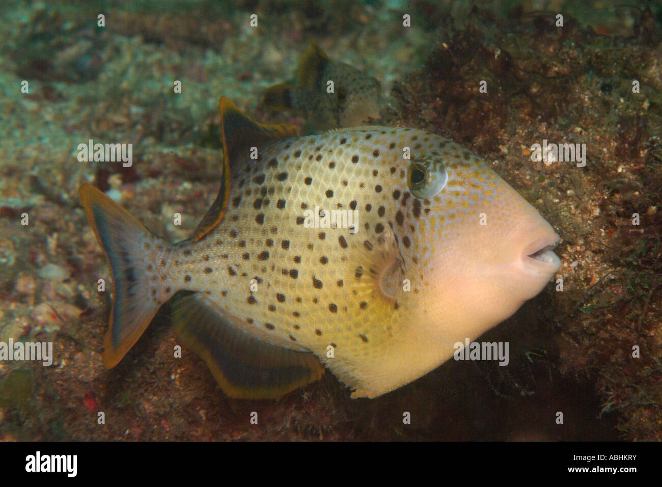 Yellowmargin triggerfish hi-res stock photography and images - Alamy