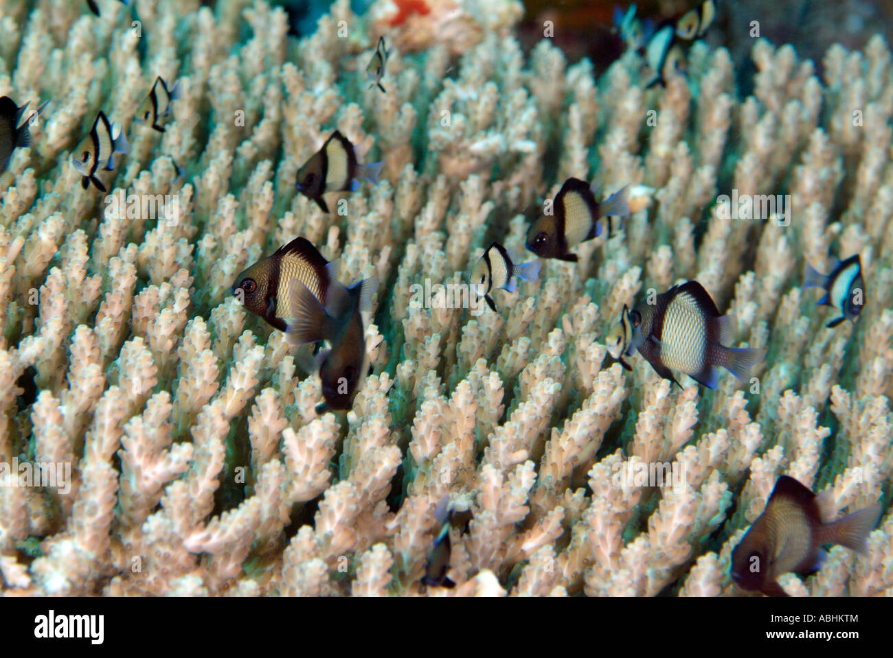 Reticulated dascyllus, Dascyllus reticulatus, Raja Ampat Stock Photo ...