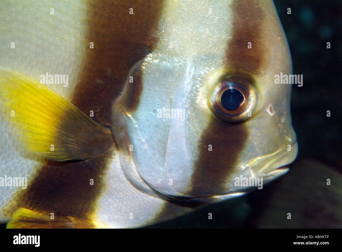 Circular spadefish platax orbicularis hi-res stock photography and ...