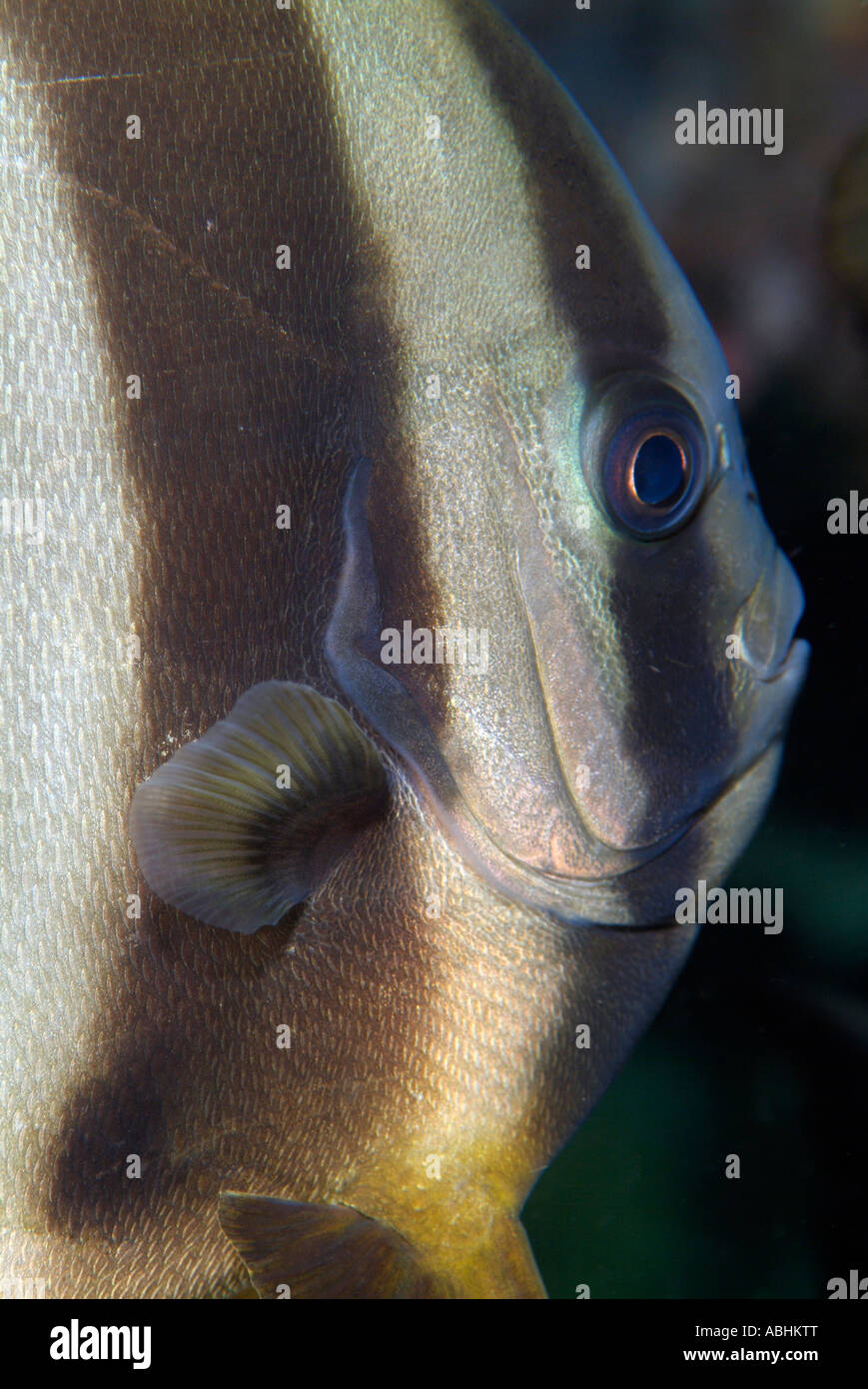 Circular spadefish platax orbicularis hi-res stock photography and ...