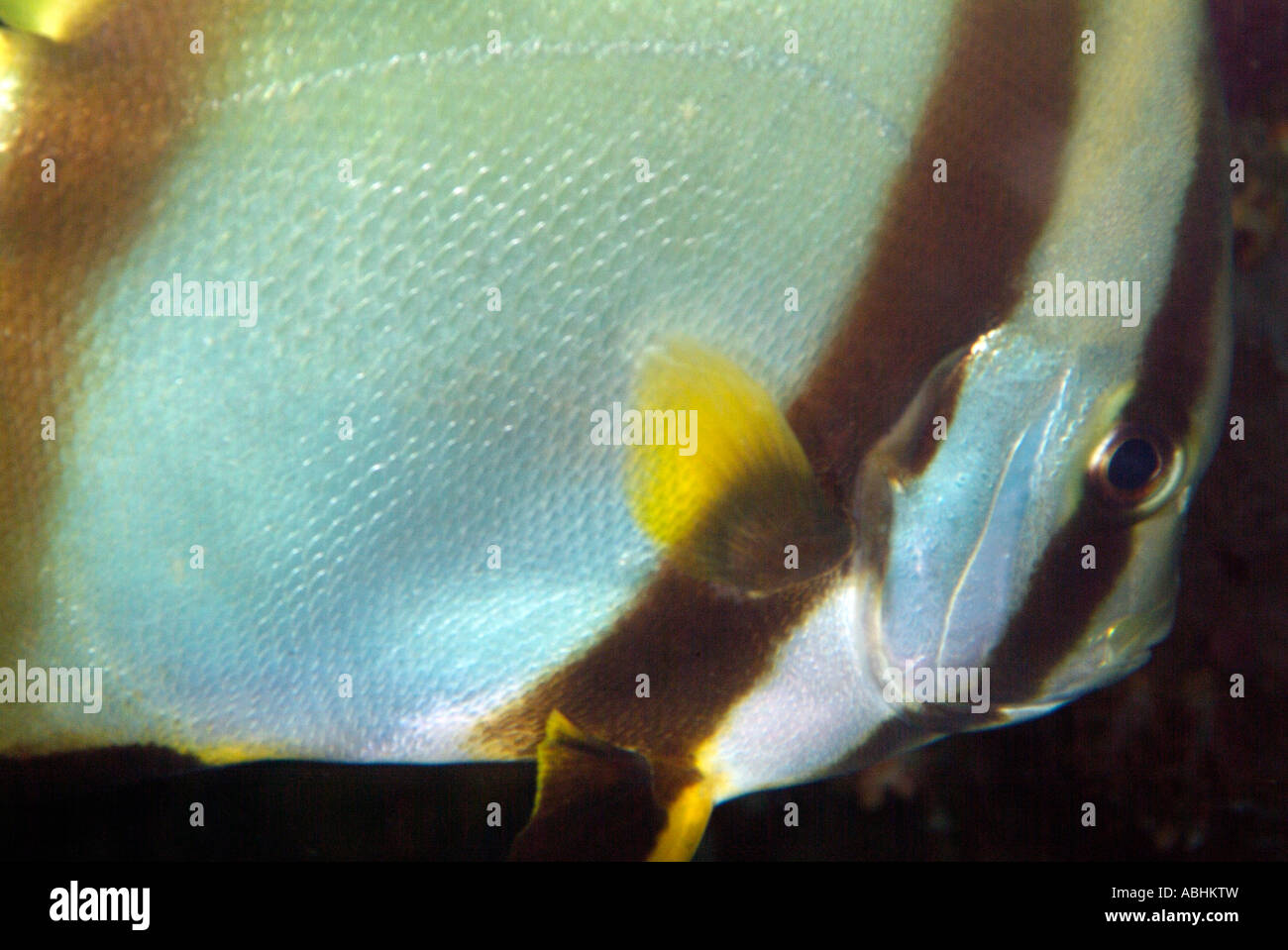 Circular spadefish, Platax orbicularis, Raja Ampat Stock Photo - Alamy