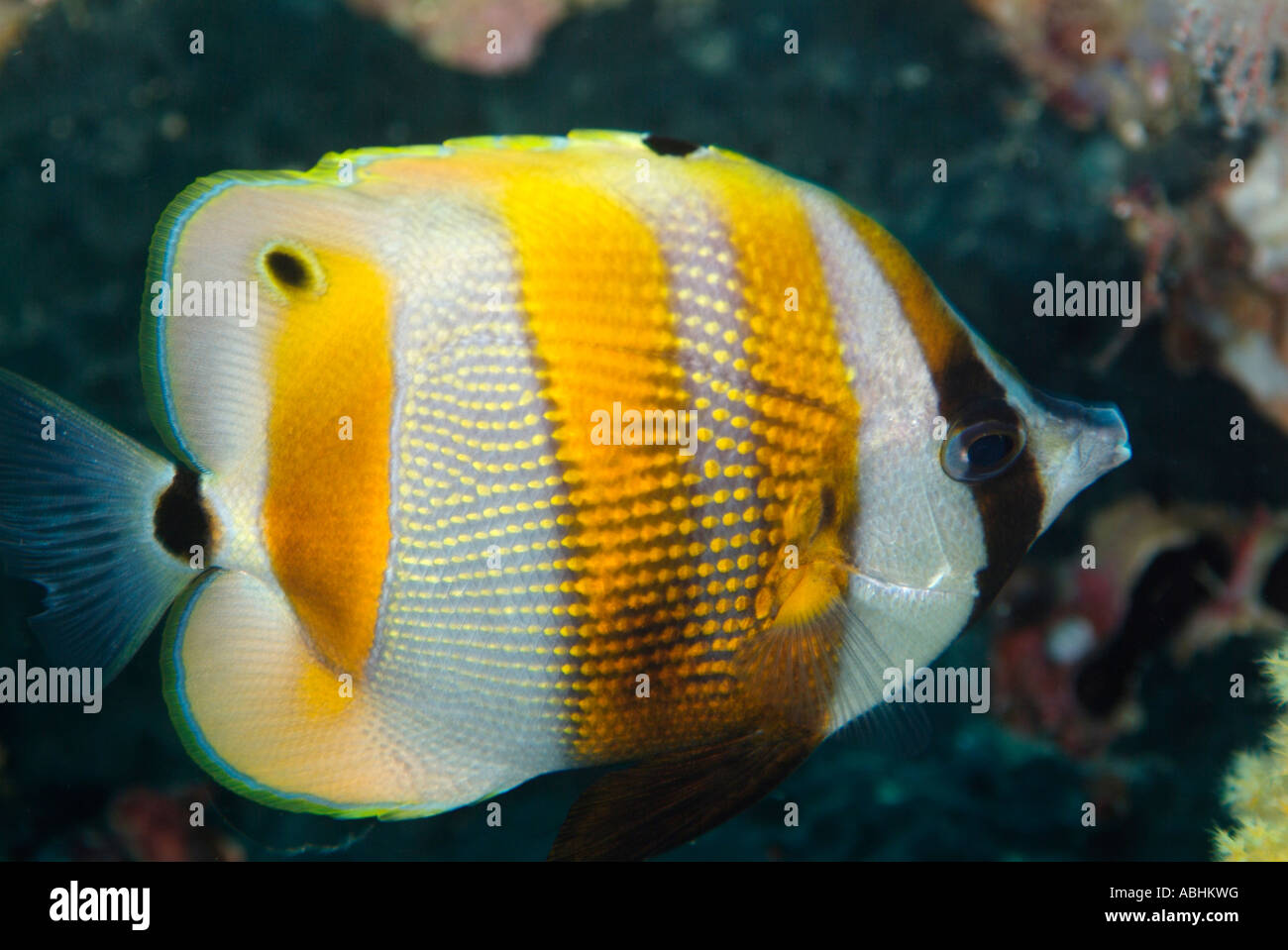 Orange-banded coralfish, Coradion chrysozonus, Raja Ampat Stock Photo ...
