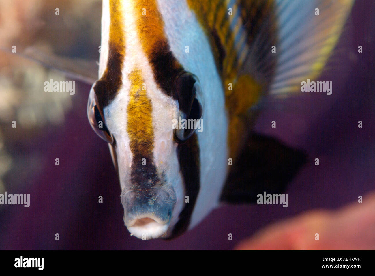 Orange-banded coralfish, Coradion chrysozonus, Raja Ampat Stock Photo ...
