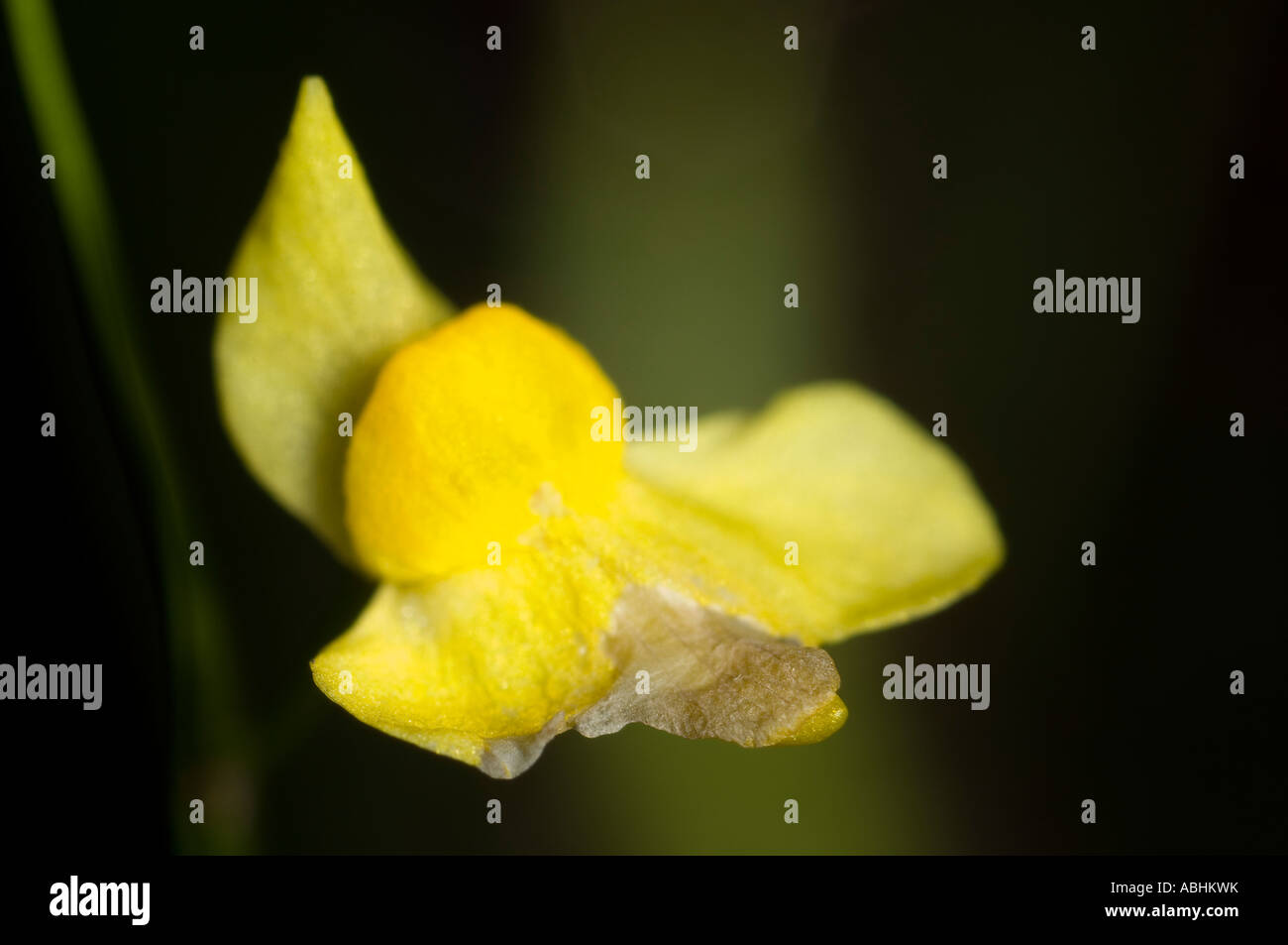 Bladderwort utricularia subulata hi-res stock photography and images ...