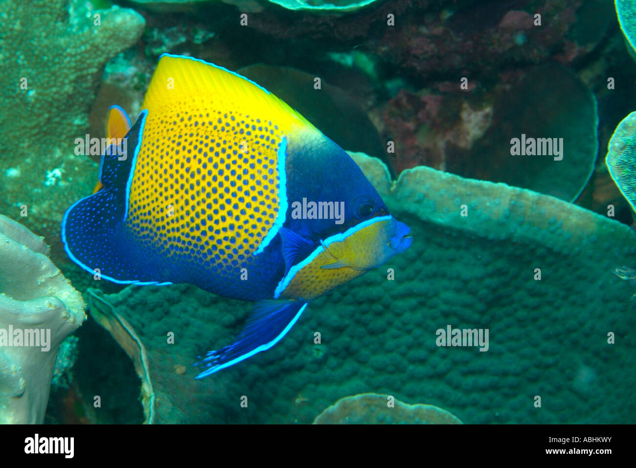 Blue girdled hi-res stock photography and images - Alamy