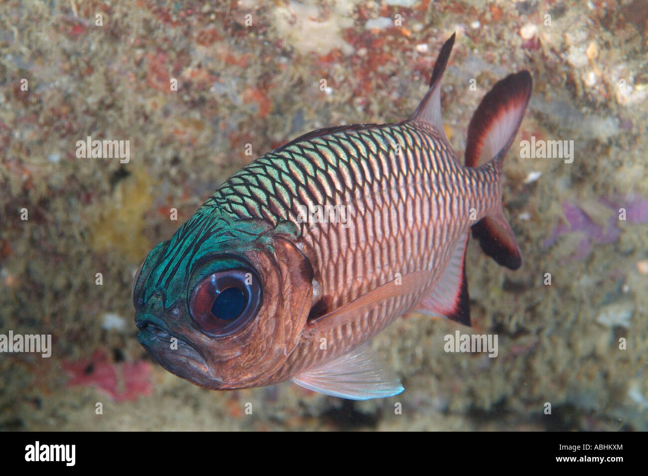 Myripristis Adusta High Resolution Stock Photography and Images - Alamy
