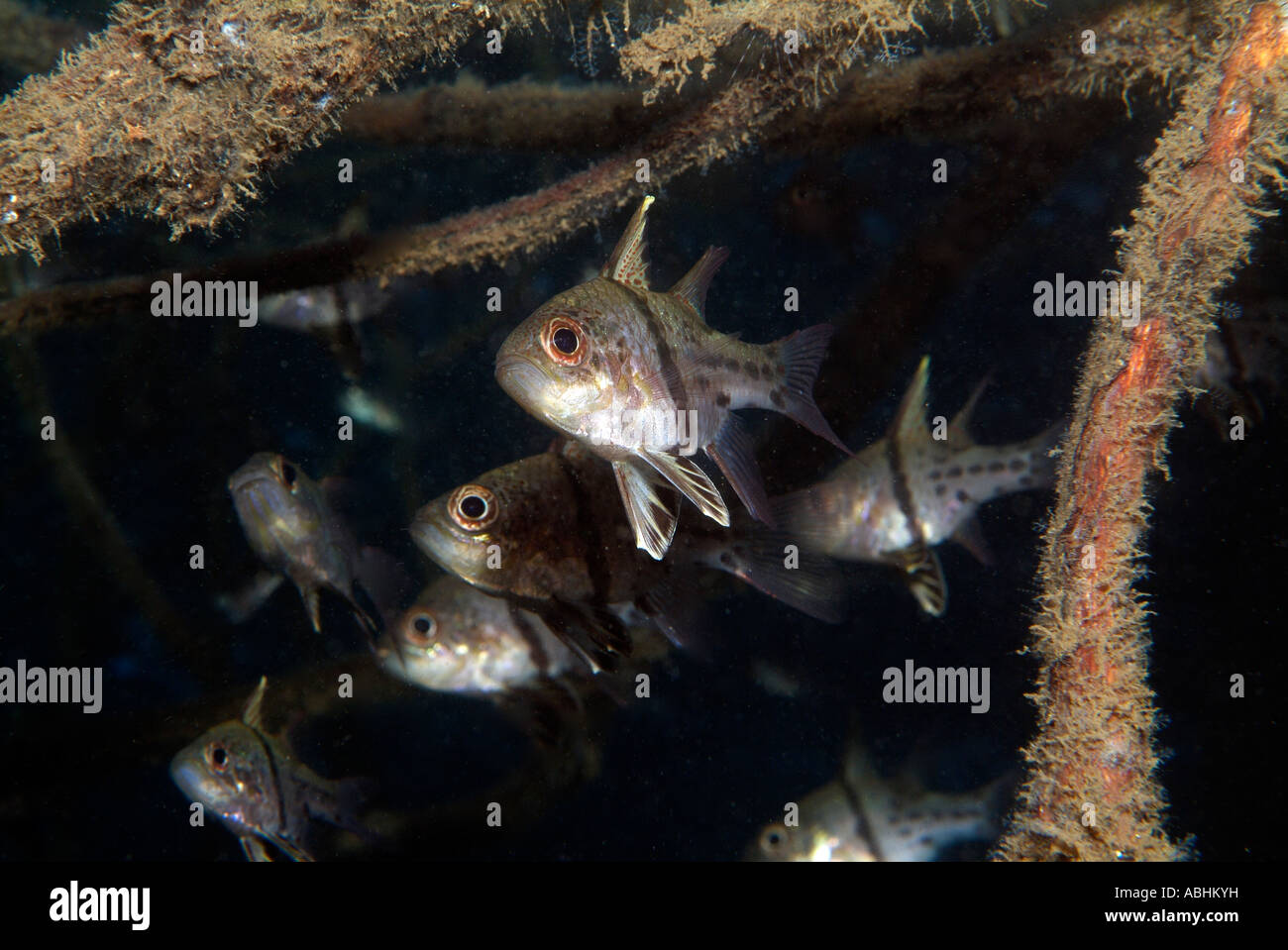 Orbicular cardinalfish, Sphaeramia orbicularis, Raja Ampat Stock Photo ...