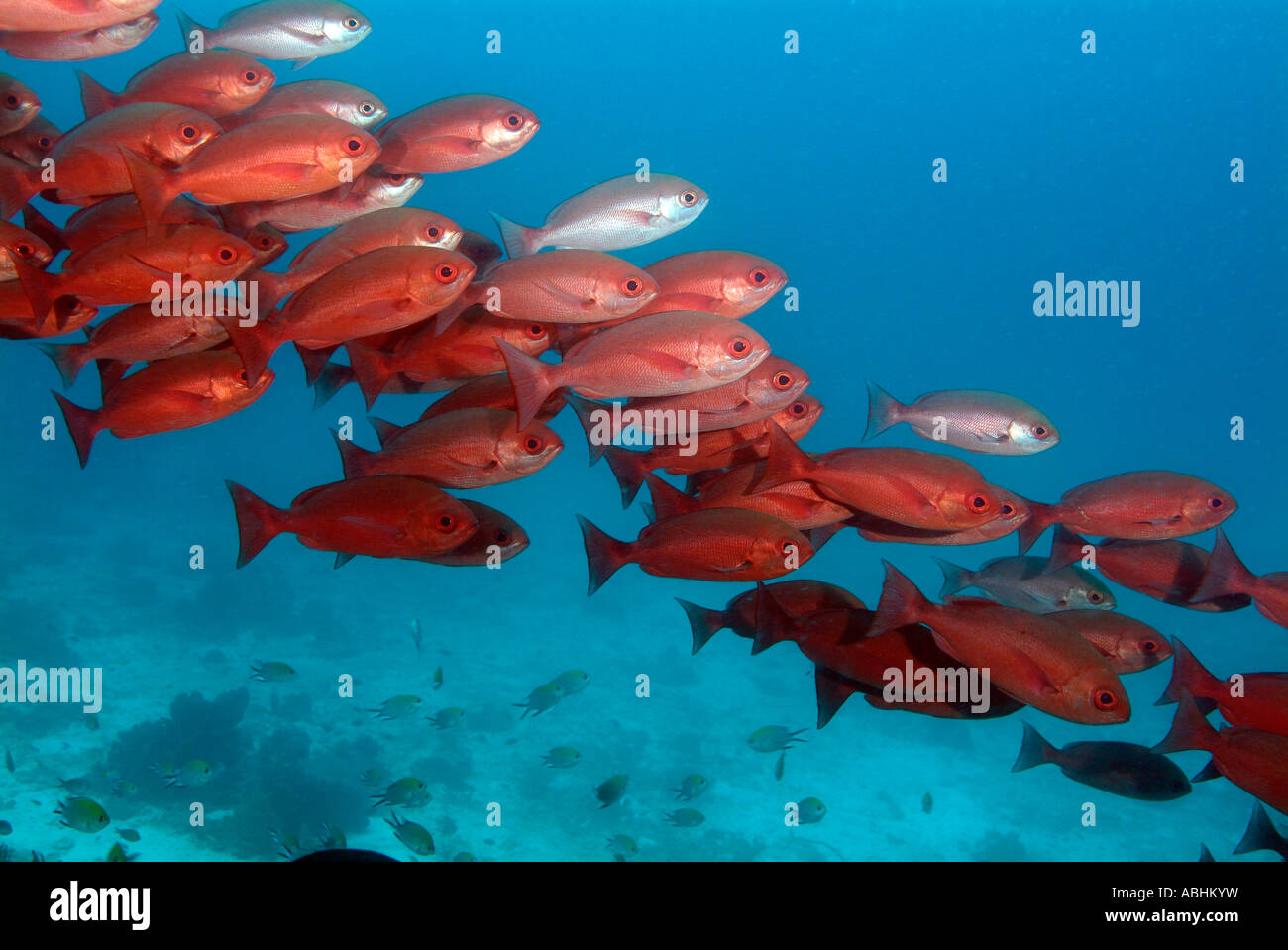 School of slender pinjalo fish hi-res stock photography and images - Alamy