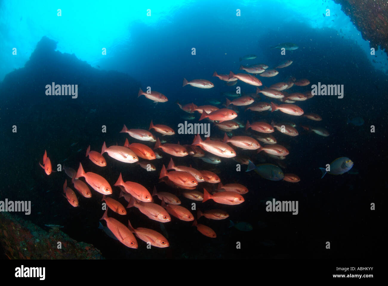 School of slender pinjalo fish hi-res stock photography and images - Alamy