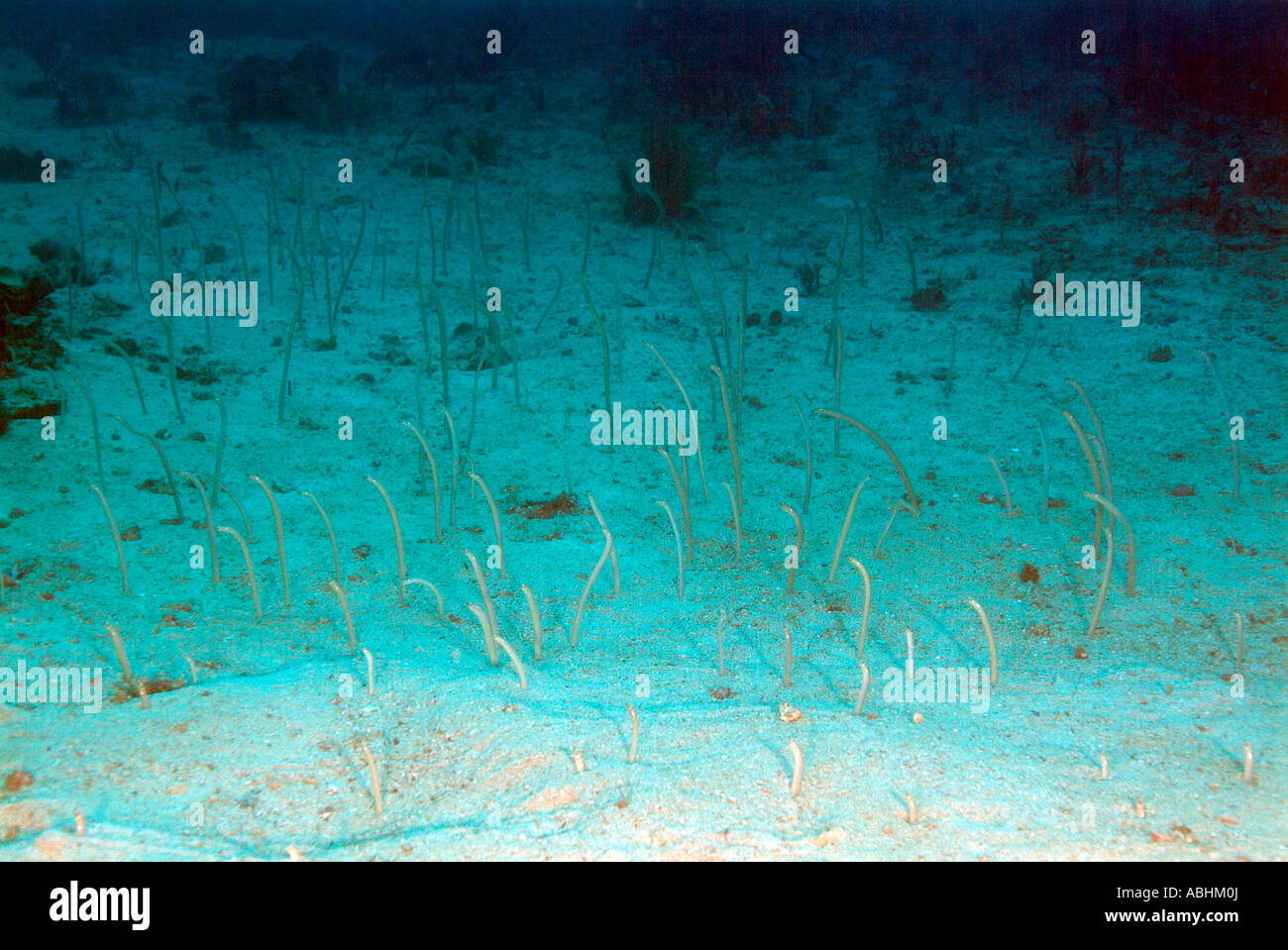 School of spaghetti garden eel, Gorgosia maculata, Raja Ampat Stock ...