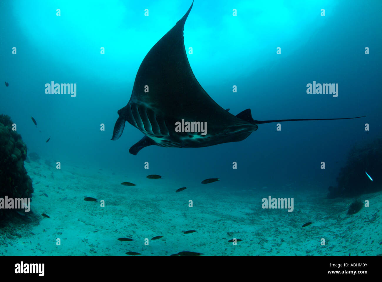 Giant manta, Manta birostris, Raja Ampat Stock Photo - Alamy