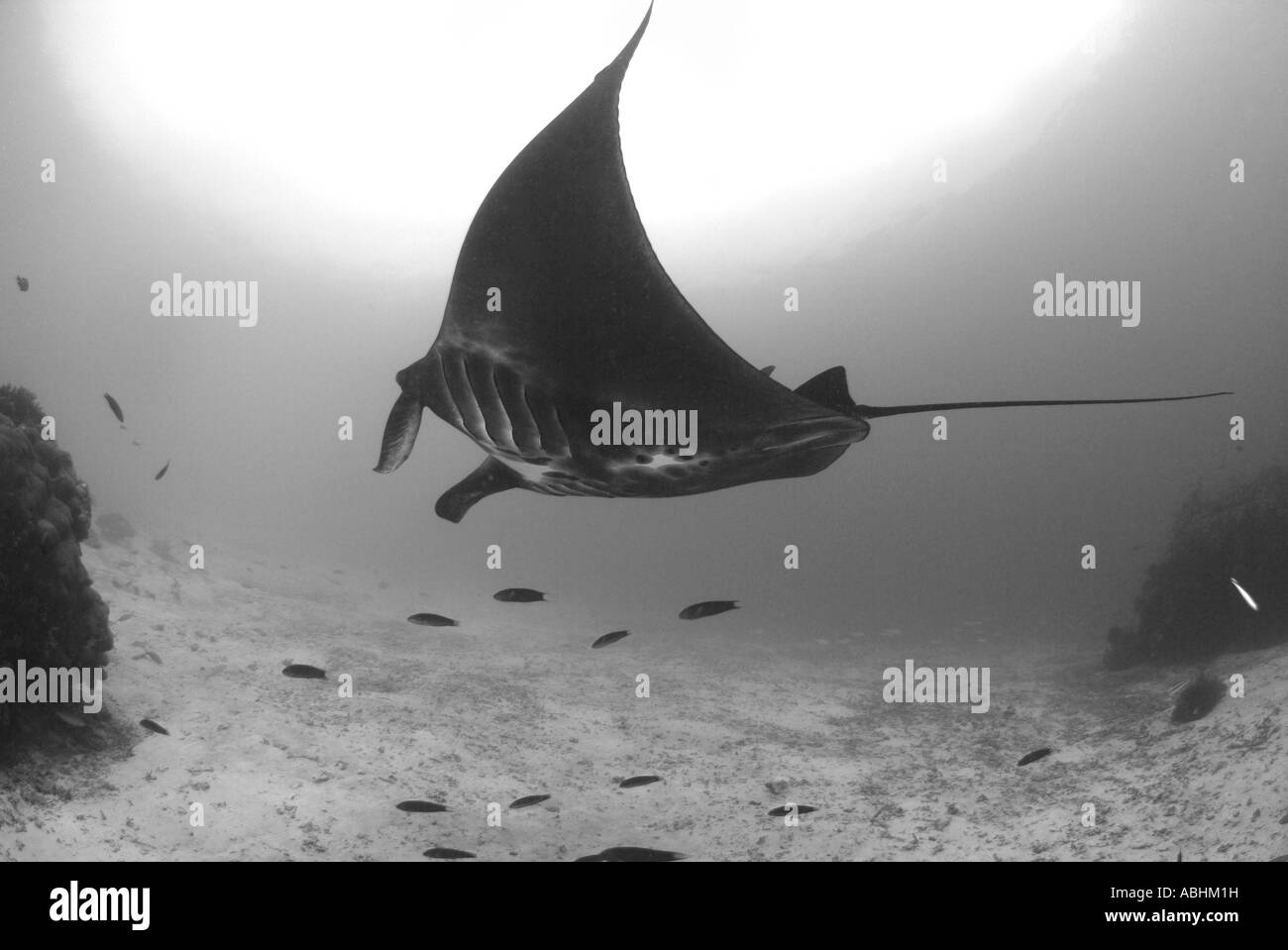 Black manta ray Black and White Stock Photos & Images - Alamy