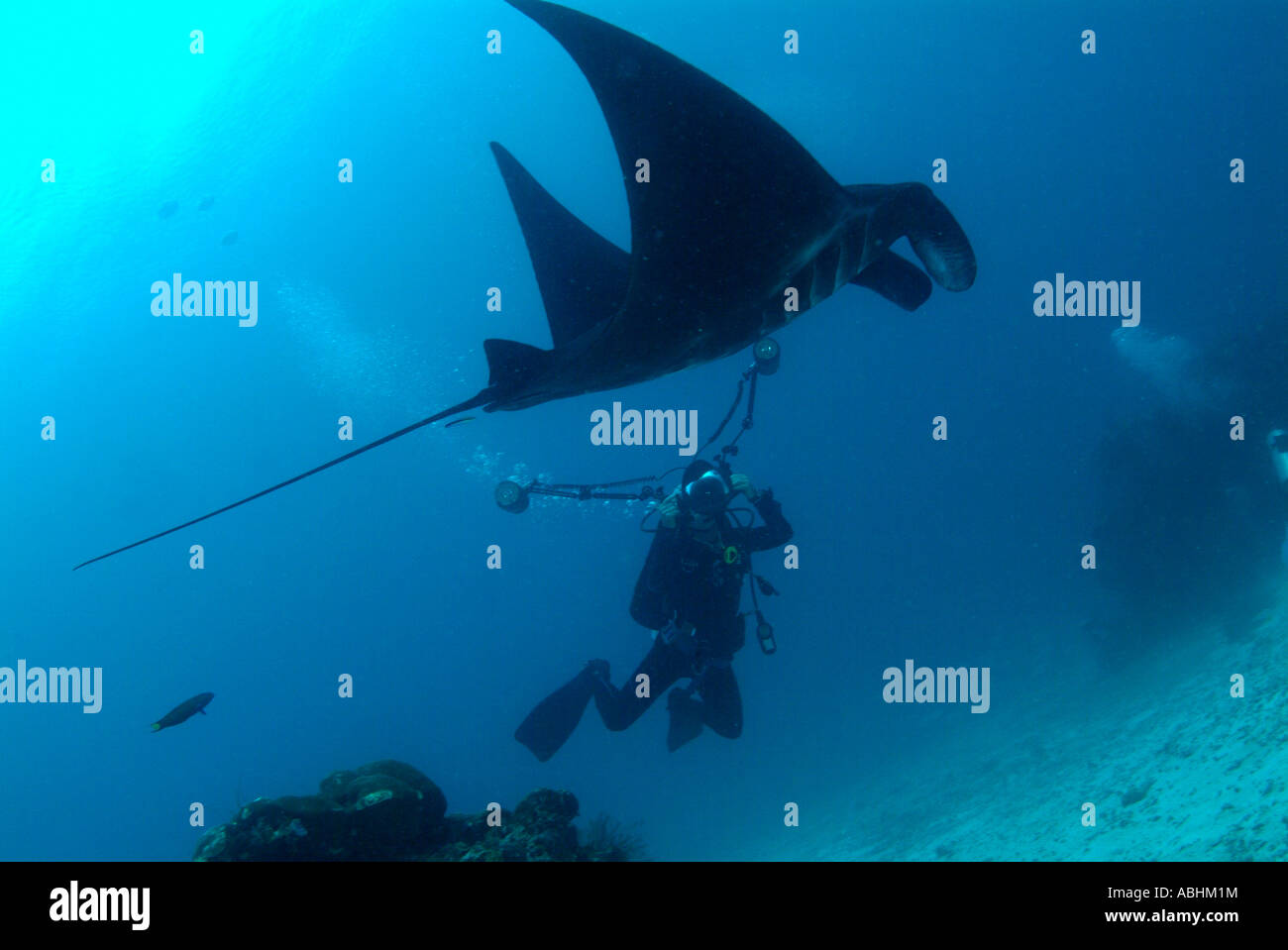 Diver with giant pacific manta hi-res stock photography and images - Alamy