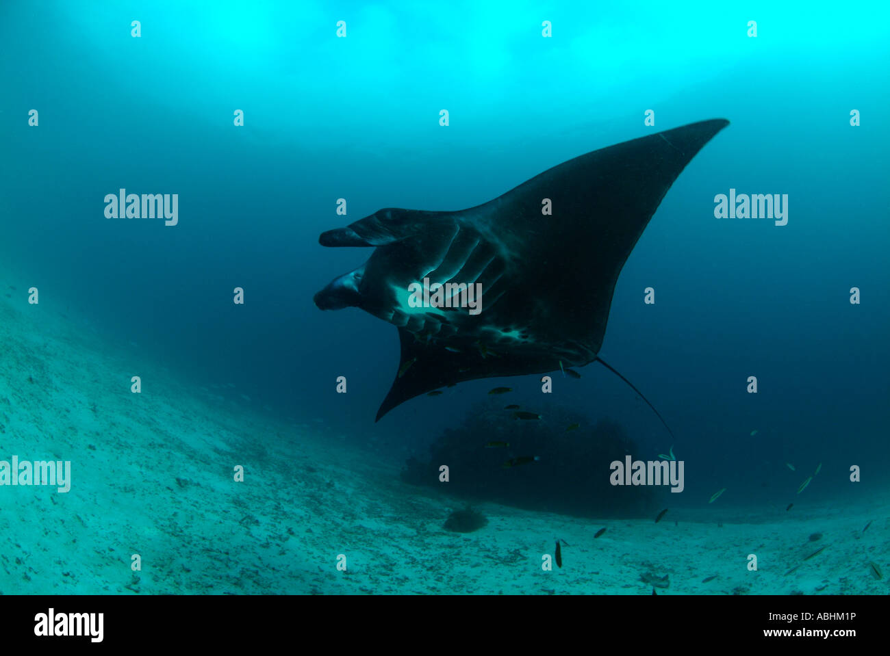 Black manta hi-res stock photography and images - Alamy