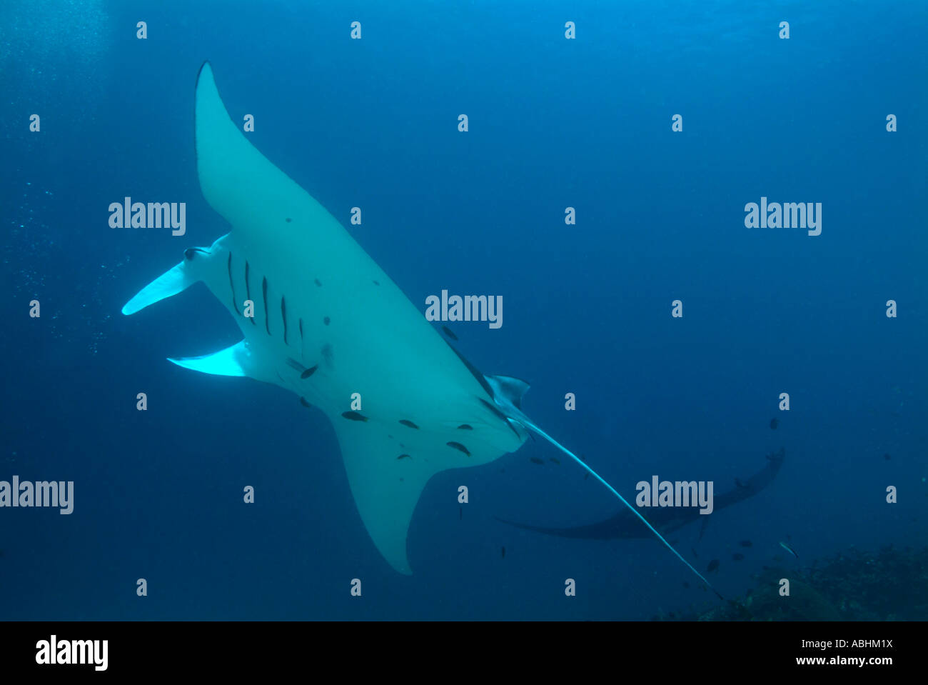 Giant manta, Manta birostris, Raja Ampat Stock Photo - Alamy