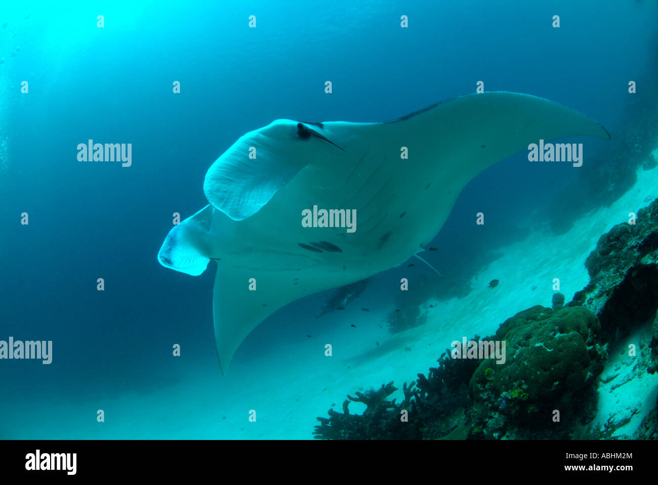 Manta ray white hi-res stock photography and images - Alamy