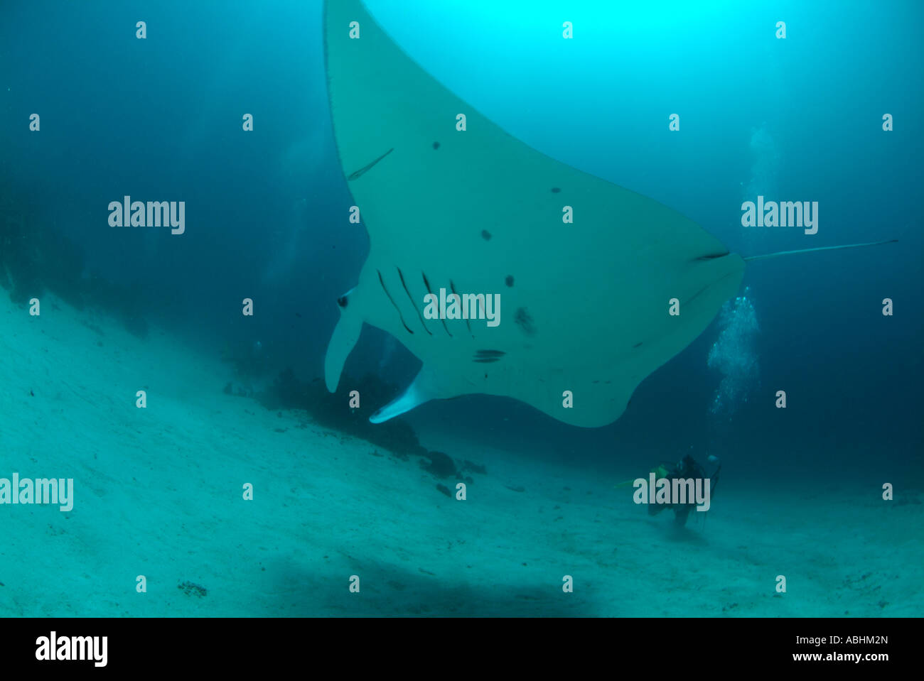 Giant manta, Manta birostris, Raja Ampat Stock Photo - Alamy