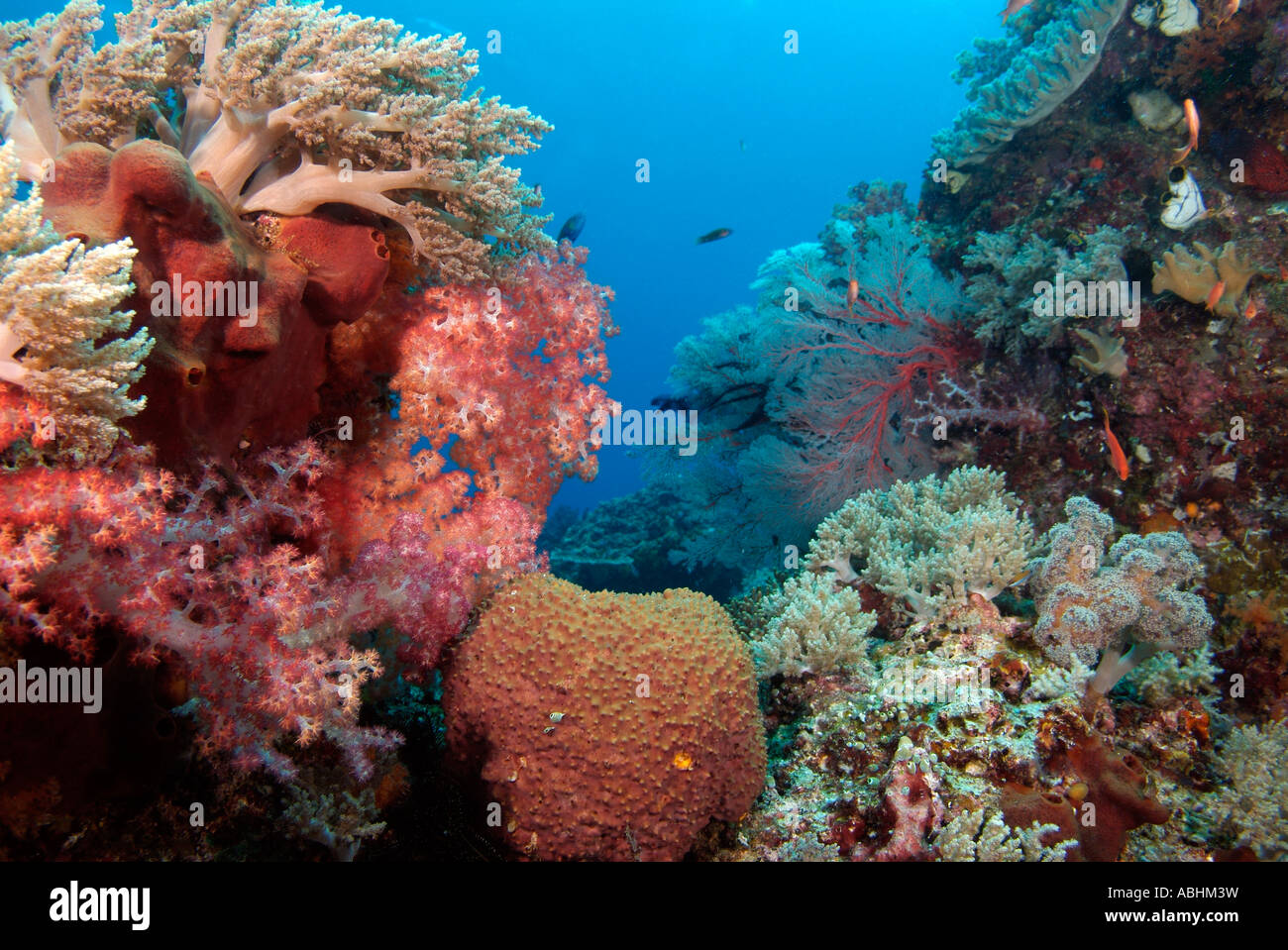 Soft coral, Dendronephthya sp., Nepthea sp., Raja Ampat Stock Photo - Alamy