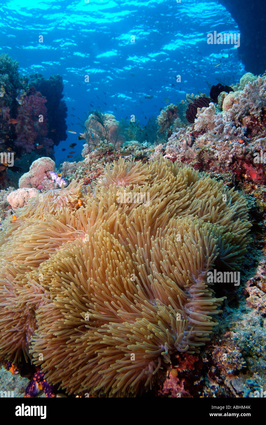 Magnificent Sea anemone, Heteractis magnifica, Raja Ampat Stock Photo ...
