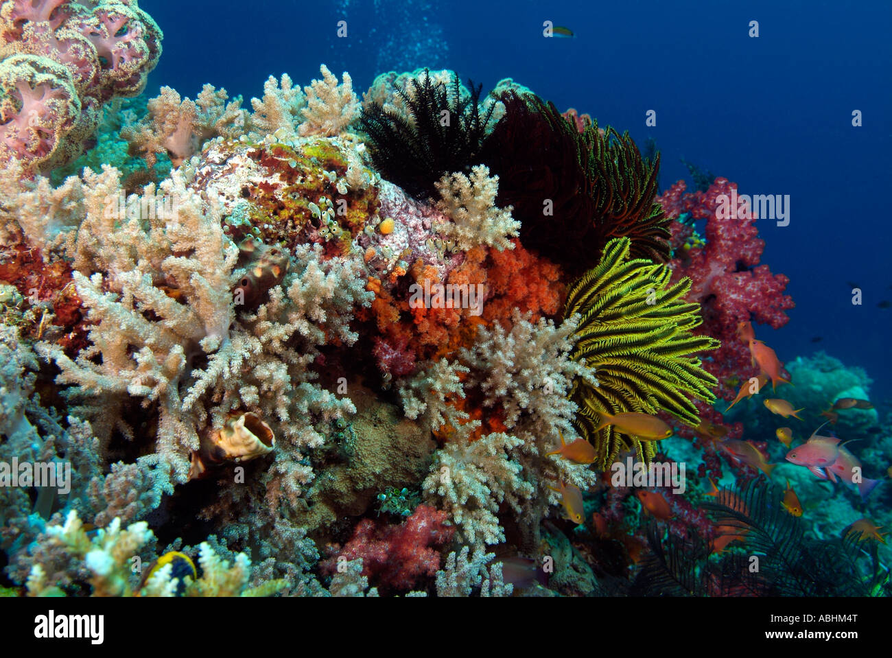 Soft coral, Dendronephthya sp., Nepthea sp., Raja Ampat Stock Photo - Alamy