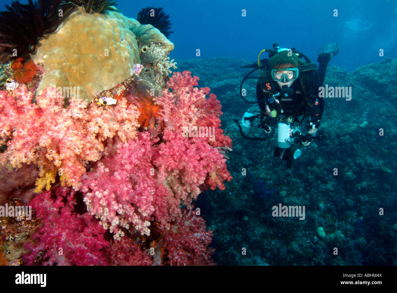 Nepthea coral hi-res stock photography and images - Alamy