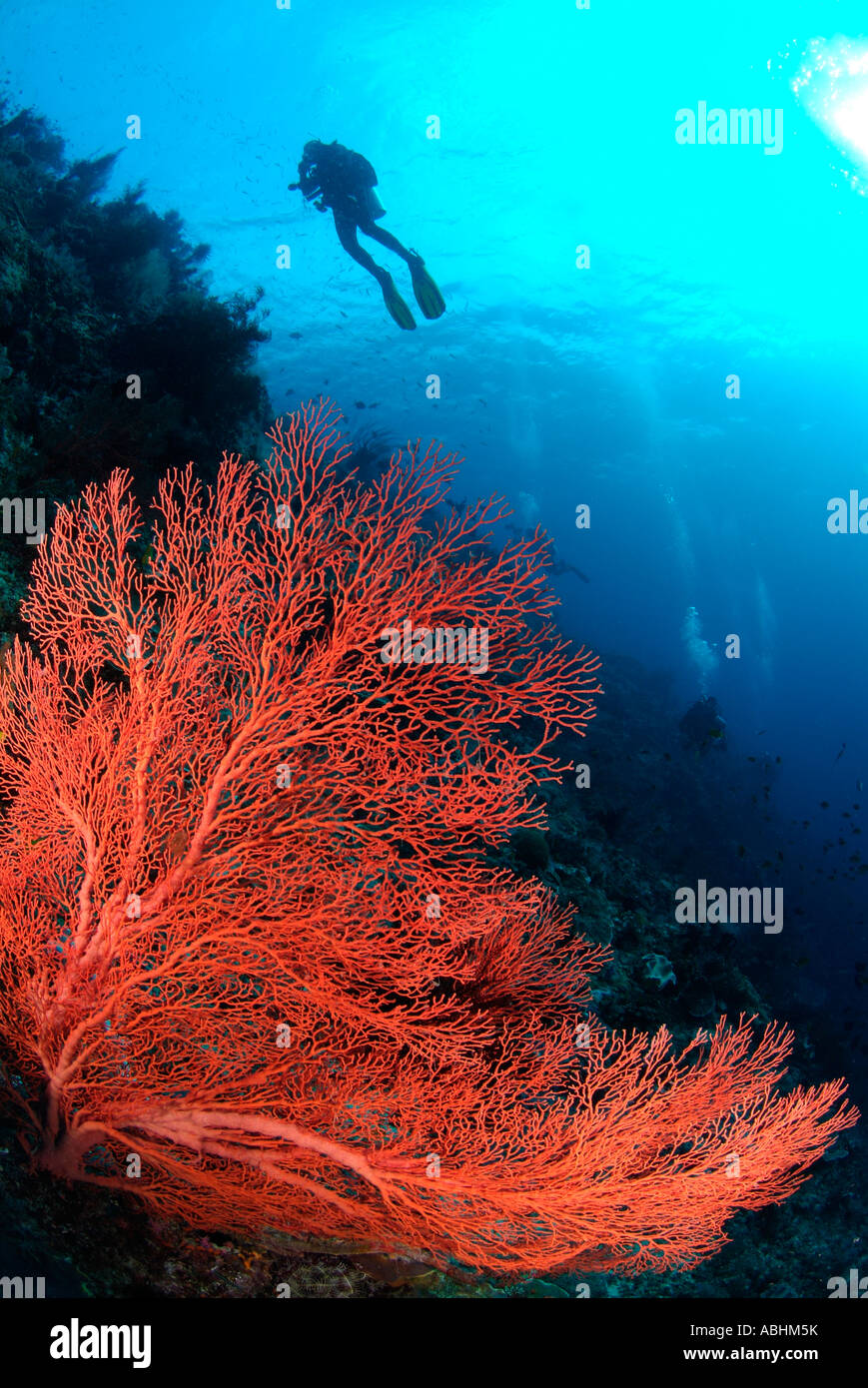 Melithaeidae hi-res stock photography and images - Alamy