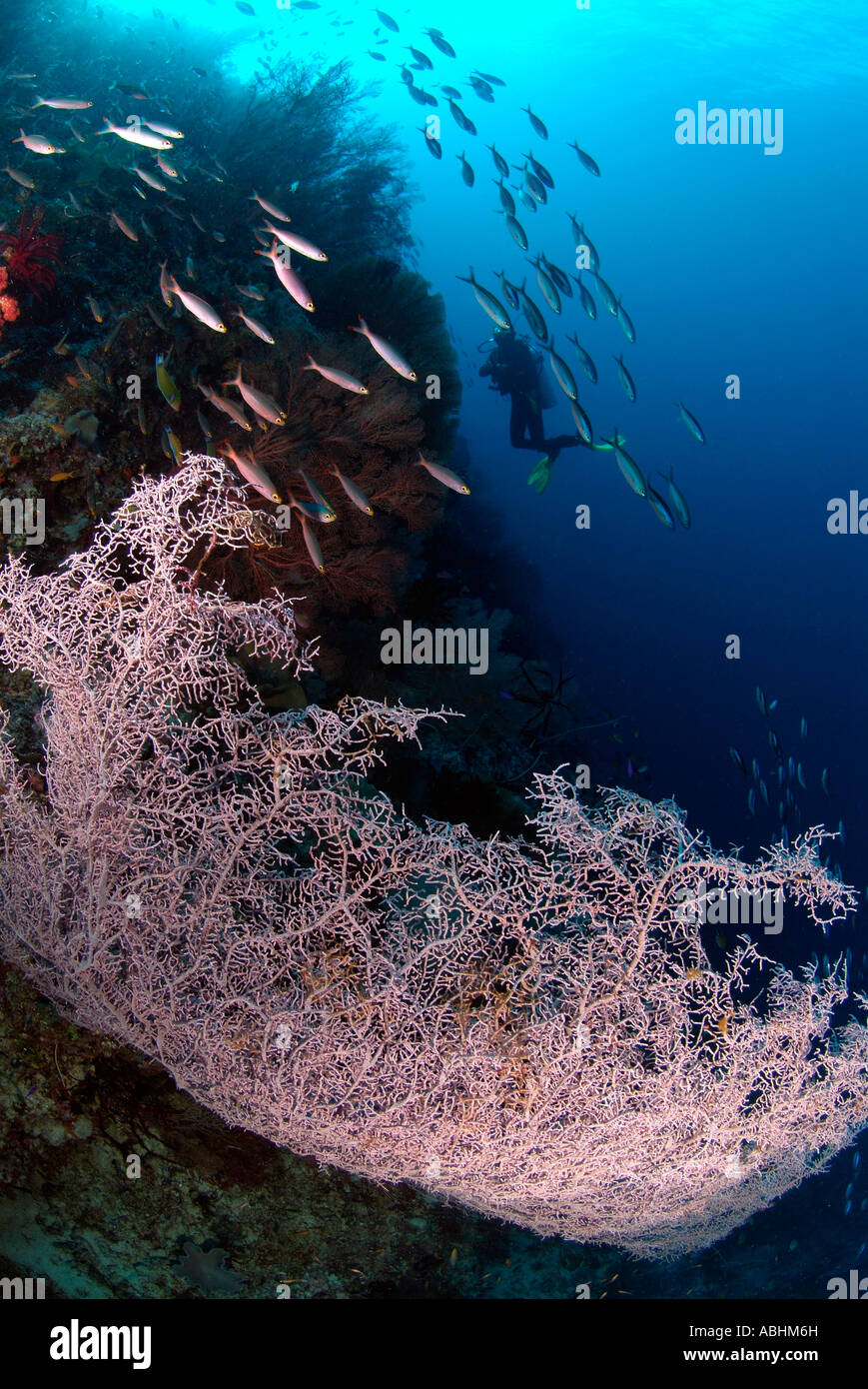 Gorgonian fan, Melithaeidae, Raja Ampat Stock Photo - Alamy
