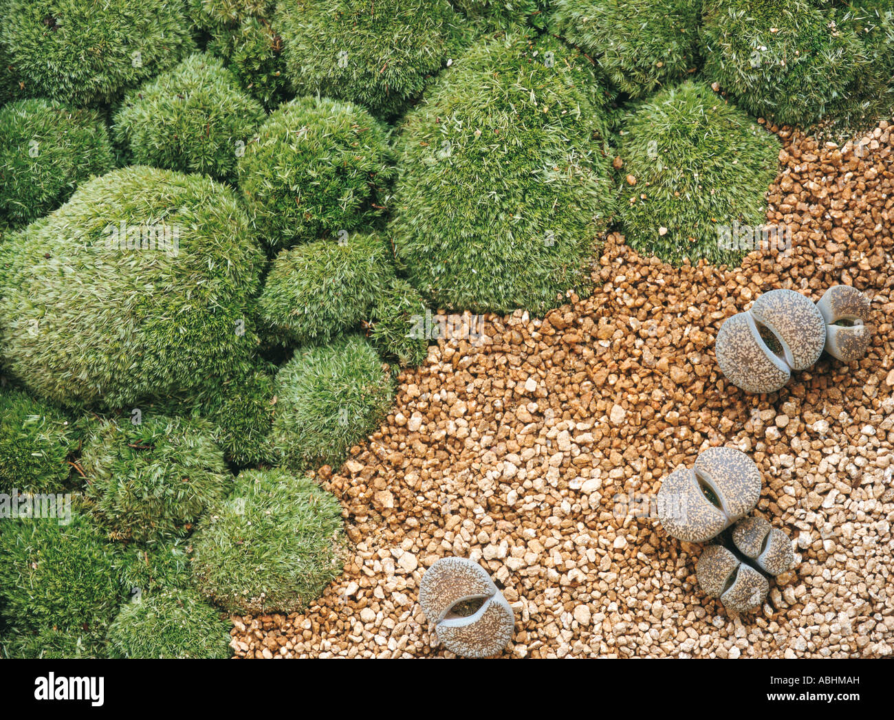 Lump of moss hi-res stock photography and images - Alamy