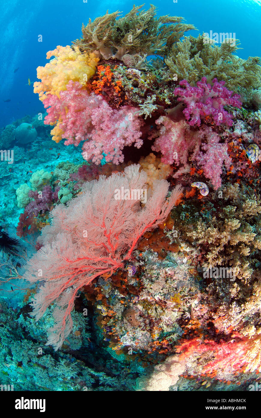 Tropical nepthea hi-res stock photography and images - Alamy