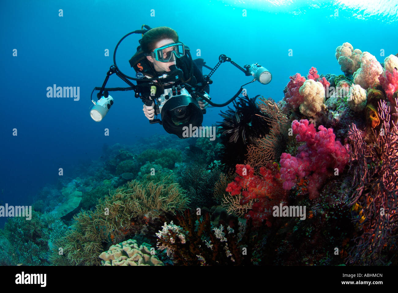Luxuriant growth of soft coral, Dendronephthya sp., Nepthea sp Stock ...