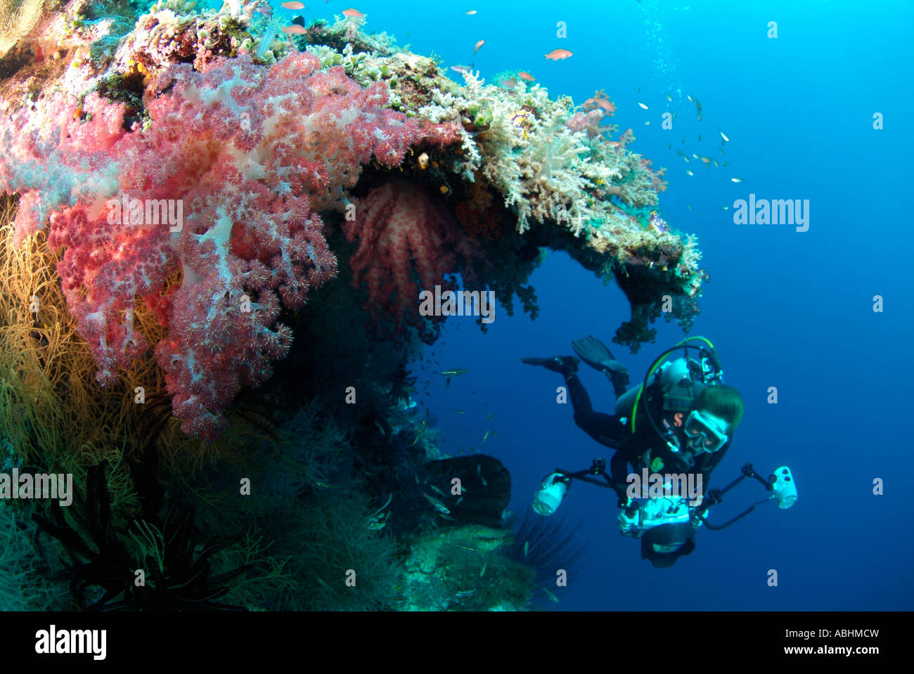 Luxuriant growth of soft coral, Dendronephthya sp., Nepthea sp Stock ...