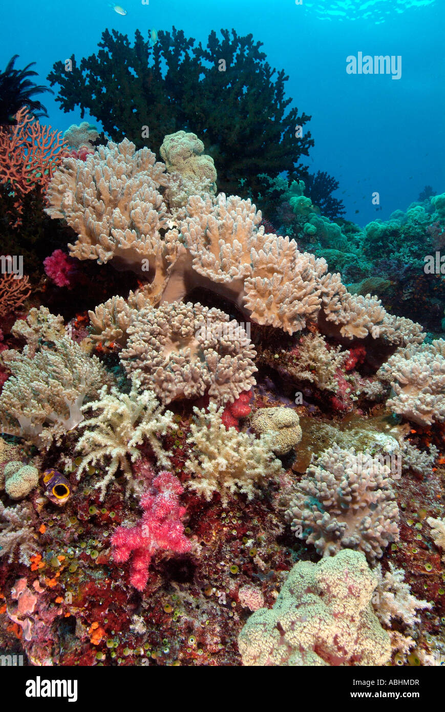 Nepthea sp hi-res stock photography and images - Alamy