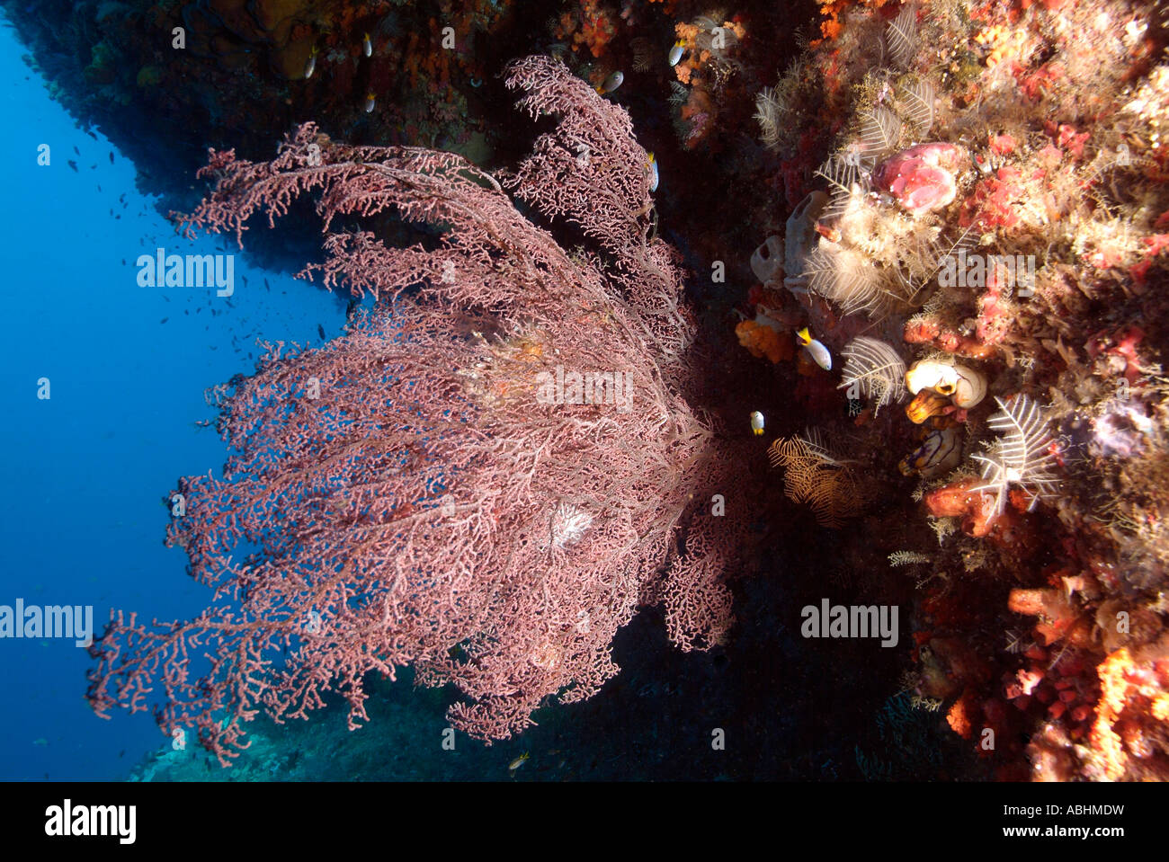 Gorgonian fan, Melithaeidae, Raja Ampat Stock Photo - Alamy