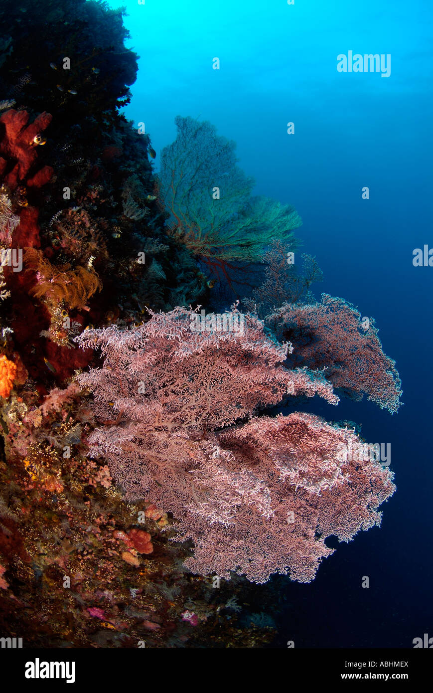 Gorgonian fan, Melithaeidae, Raja Ampat Stock Photo - Alamy