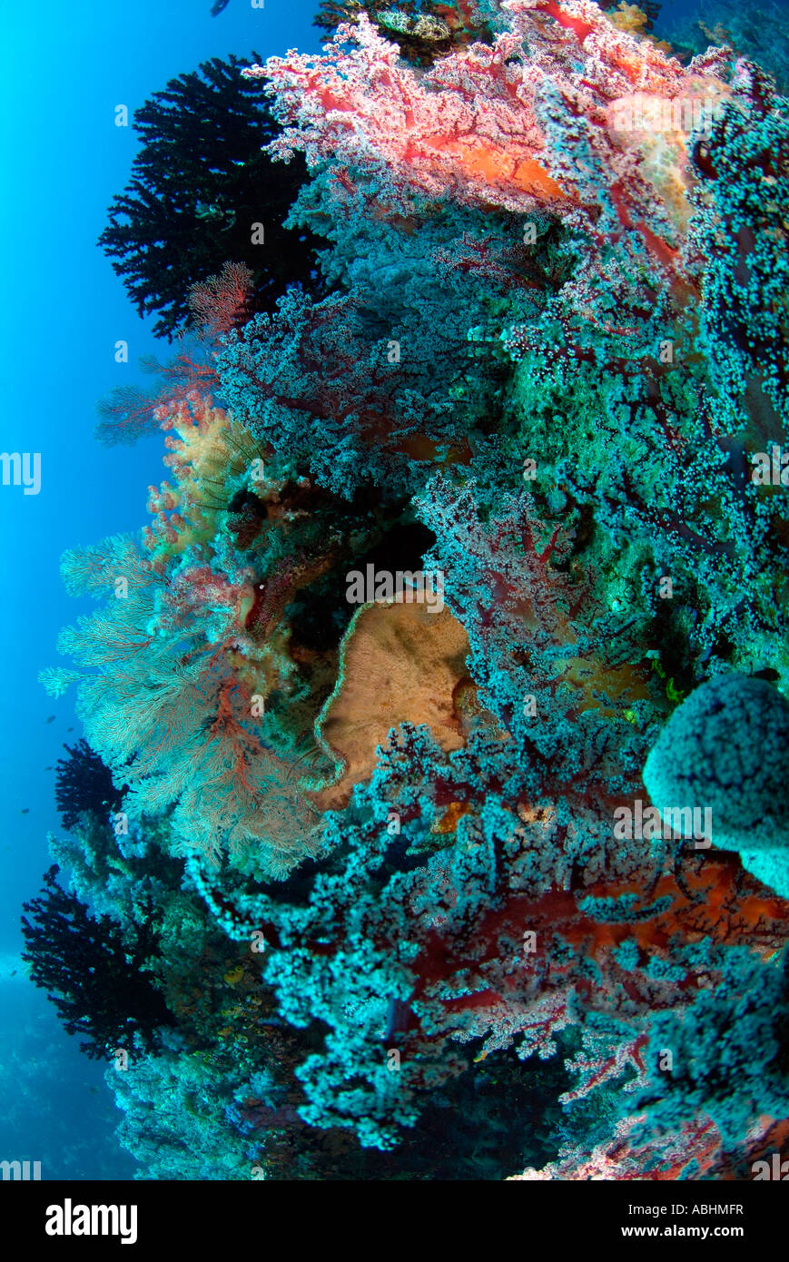 Soft coral, Dendronephthya sp., Raja Ampat Stock Photo - Alamy