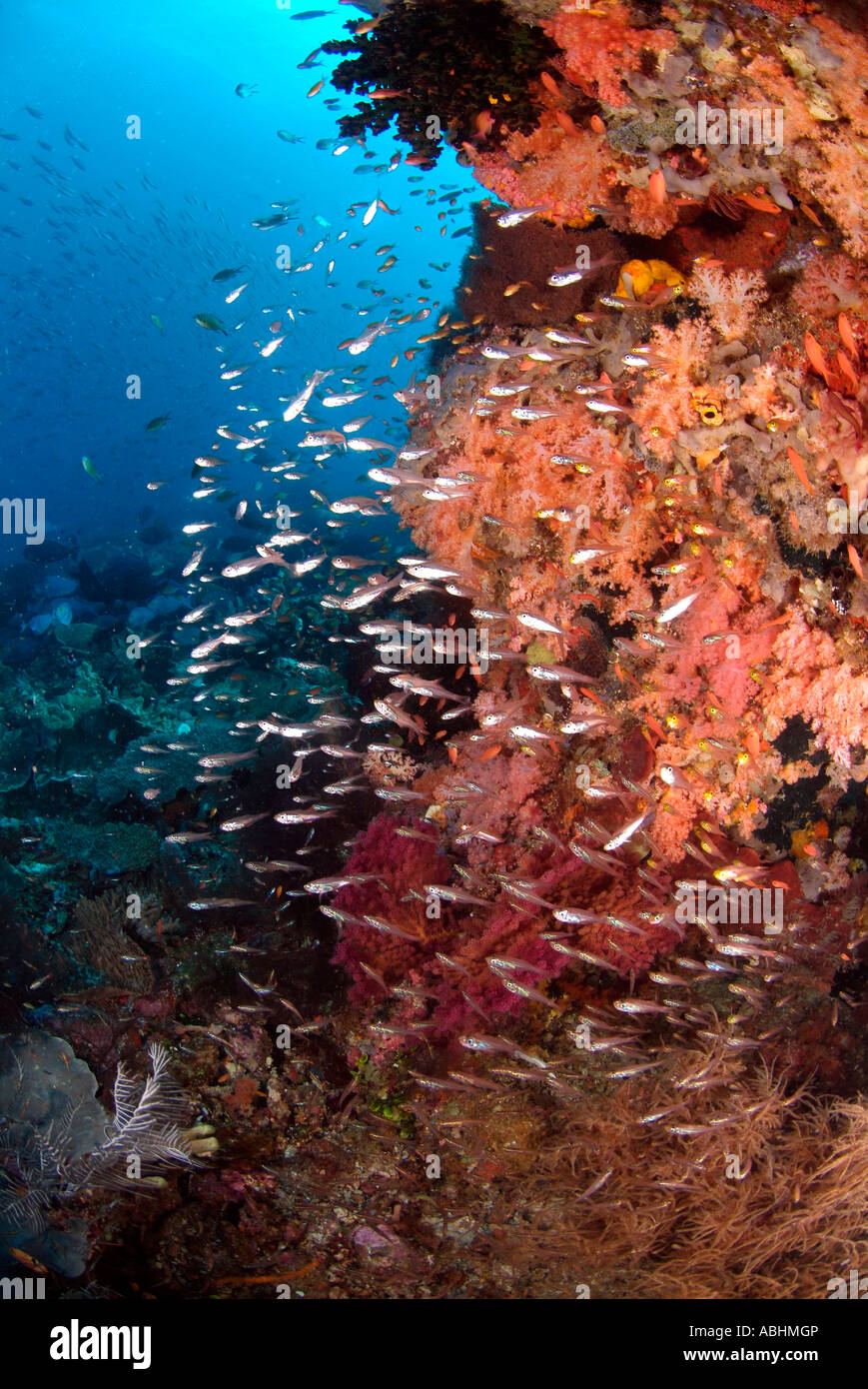 Soft coral, Dendronephthya sp., Raja Ampat Stock Photo - Alamy