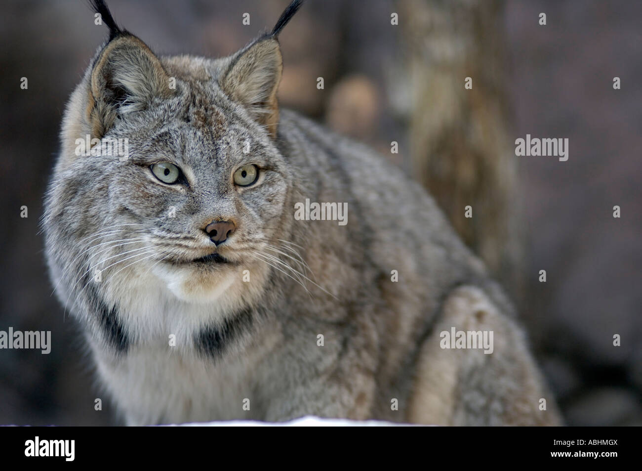 Portrait of a canadian lynx hi-res stock photography and images - Alamy