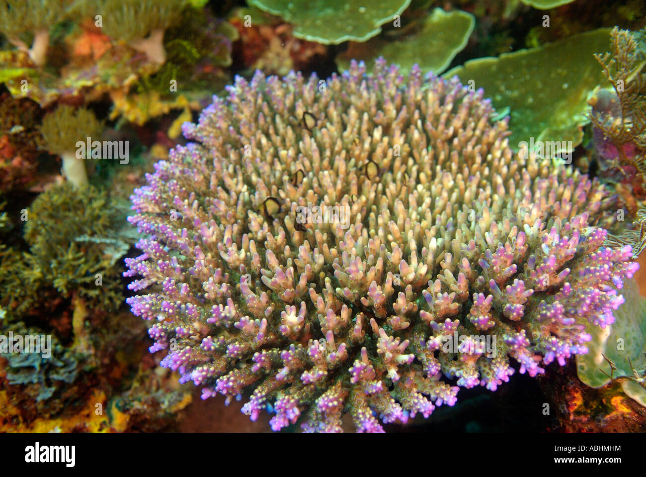 Table of coral, Acropora secale, Raja Ampat Stock Photo - Alamy