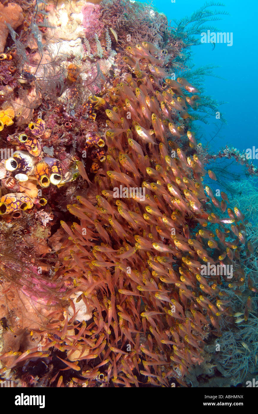 School of golden sweeper fish over a reef in Raja Ampat Stock Photo - Alamy
