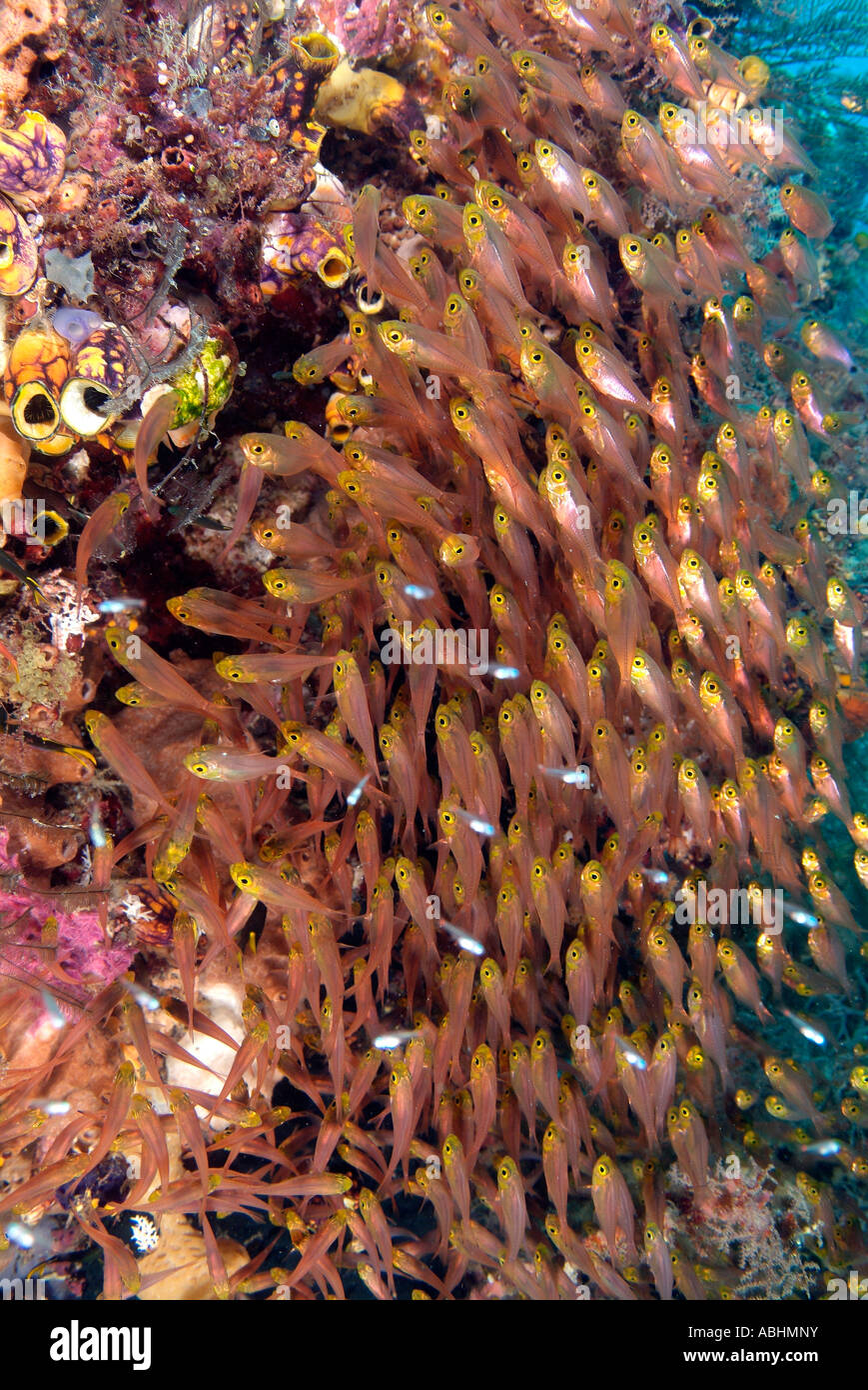 School of golden sweeper fish over a reef in Raja Ampat Stock Photo - Alamy