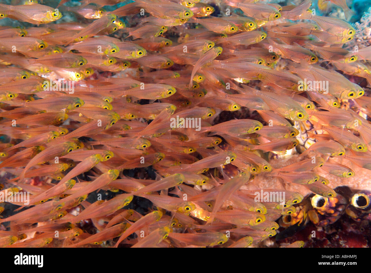 School of golden sweeper fish over a reef in Raja Ampat Stock Photo - Alamy