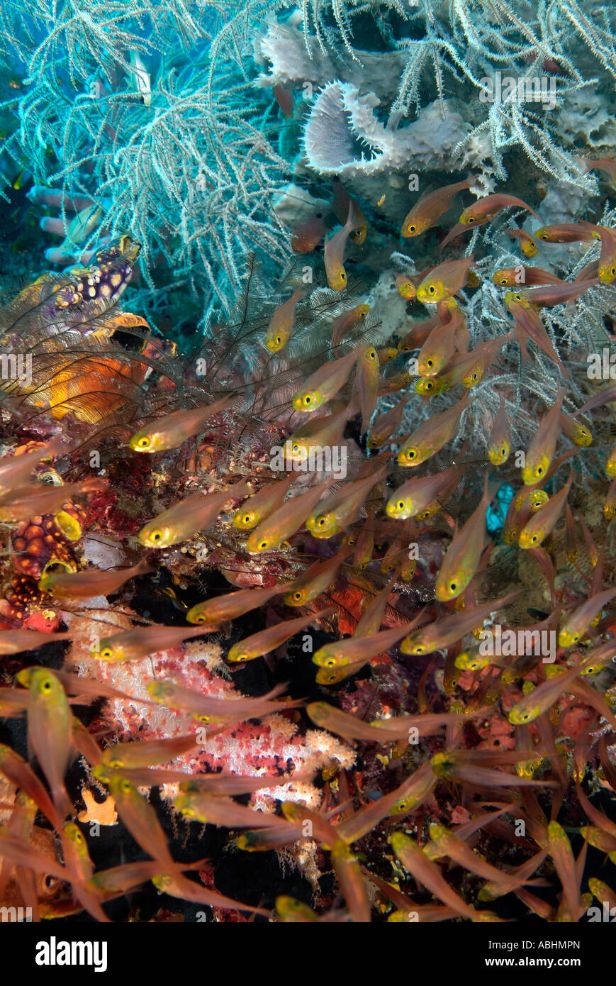 School of golden sweeper fish over a reef in Raja Ampat Stock Photo - Alamy